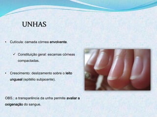 Sistema Tegumentar | PPTX