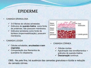 Sistema Tegumentar | PPTX