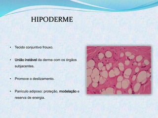 Sistema Tegumentar | PPTX