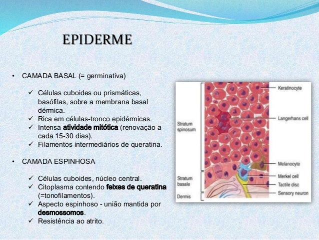 Sistema Tegumentar