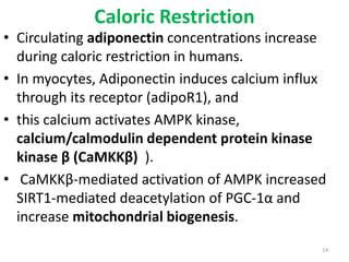 Resveratrol, caloric restriction and longevity in human mitochondrial ...