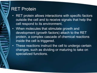 Ret protooncogene | PPT