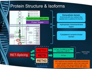 Ret protooncogene | PPT