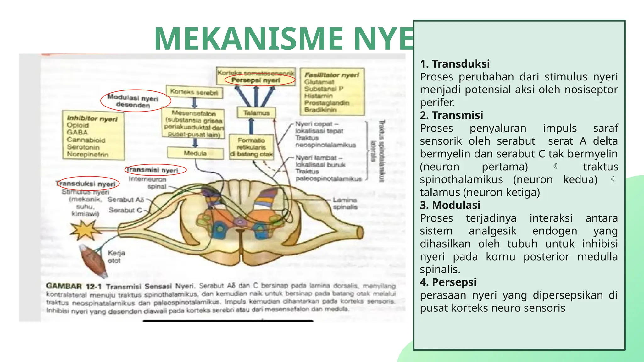 mekanisme nyeri (definisi - klasifikasi).pptx