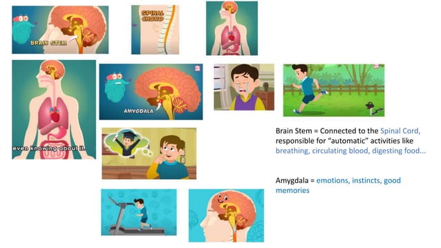 Retake systems of the human body | PPTX