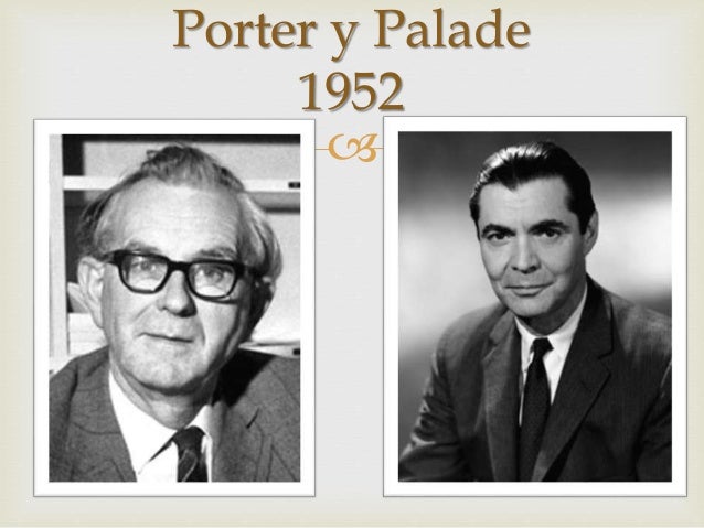 Retículo endoplasmatico rugoso