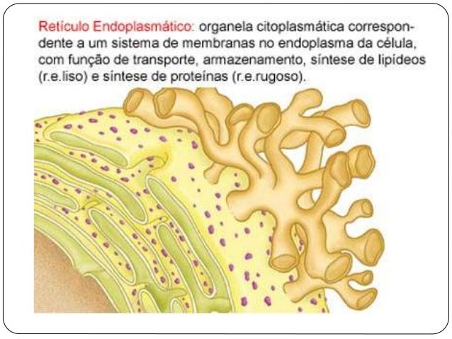 Retículo endoplasmático