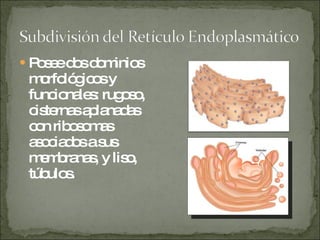 Retículo Endoplasmático Y Los Ribosomas | PPT