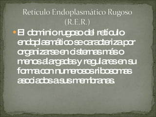 Retículo Endoplasmático Y Los Ribosomas | PPT