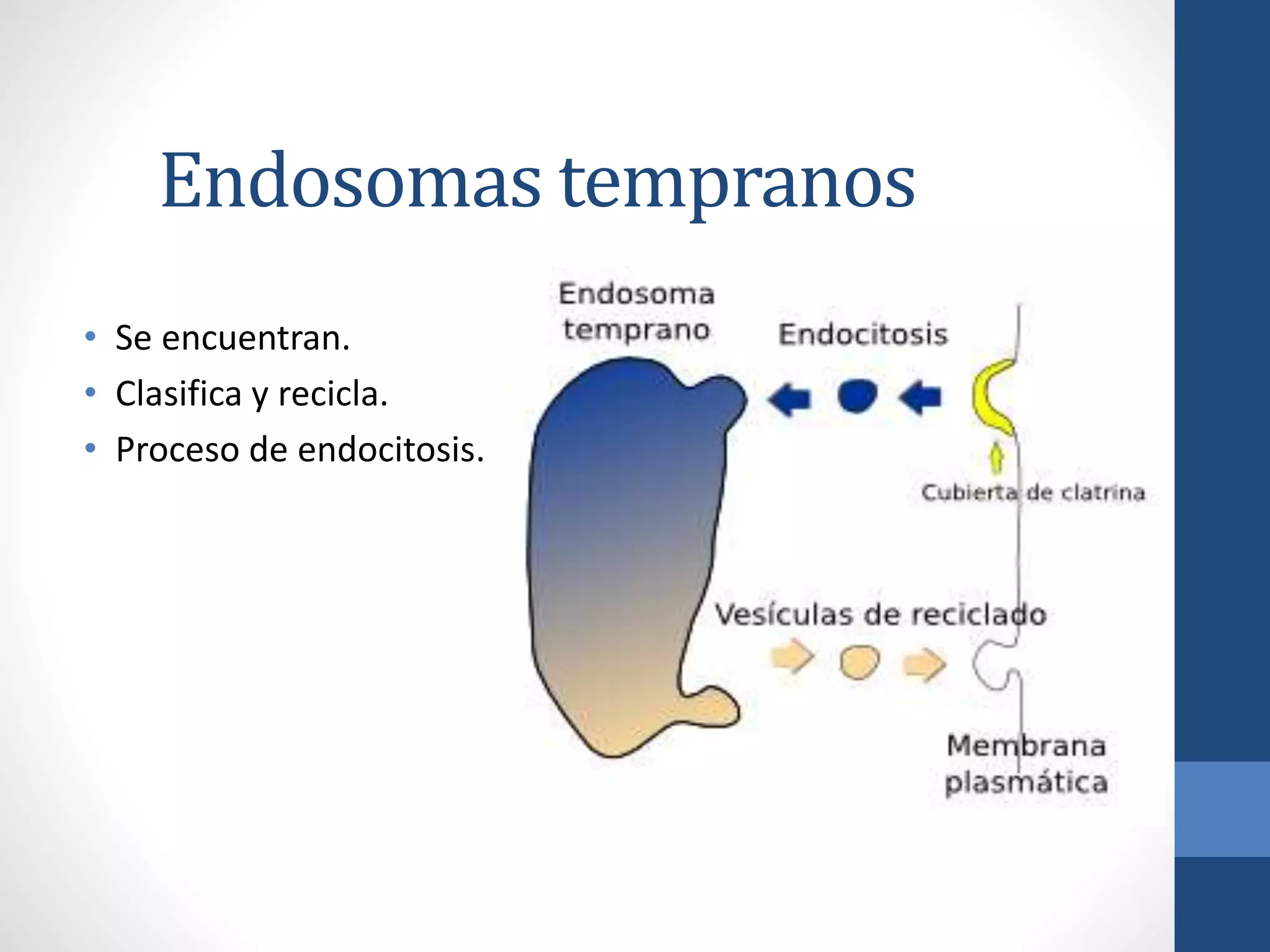 Retículo endoplásmico rugoso; endosomas tempranos y tardíos ...