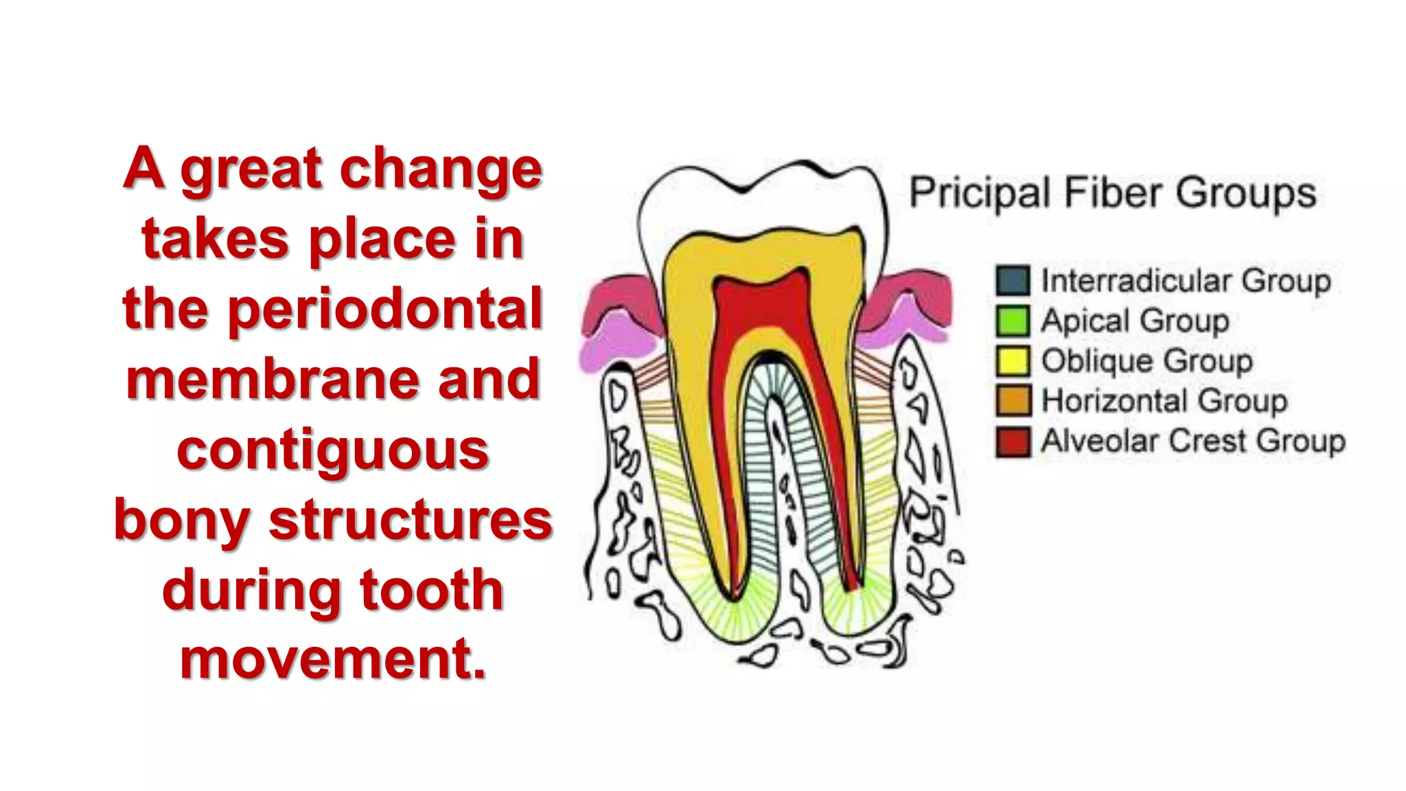 Retention after orthodontic therapy | PPTX
