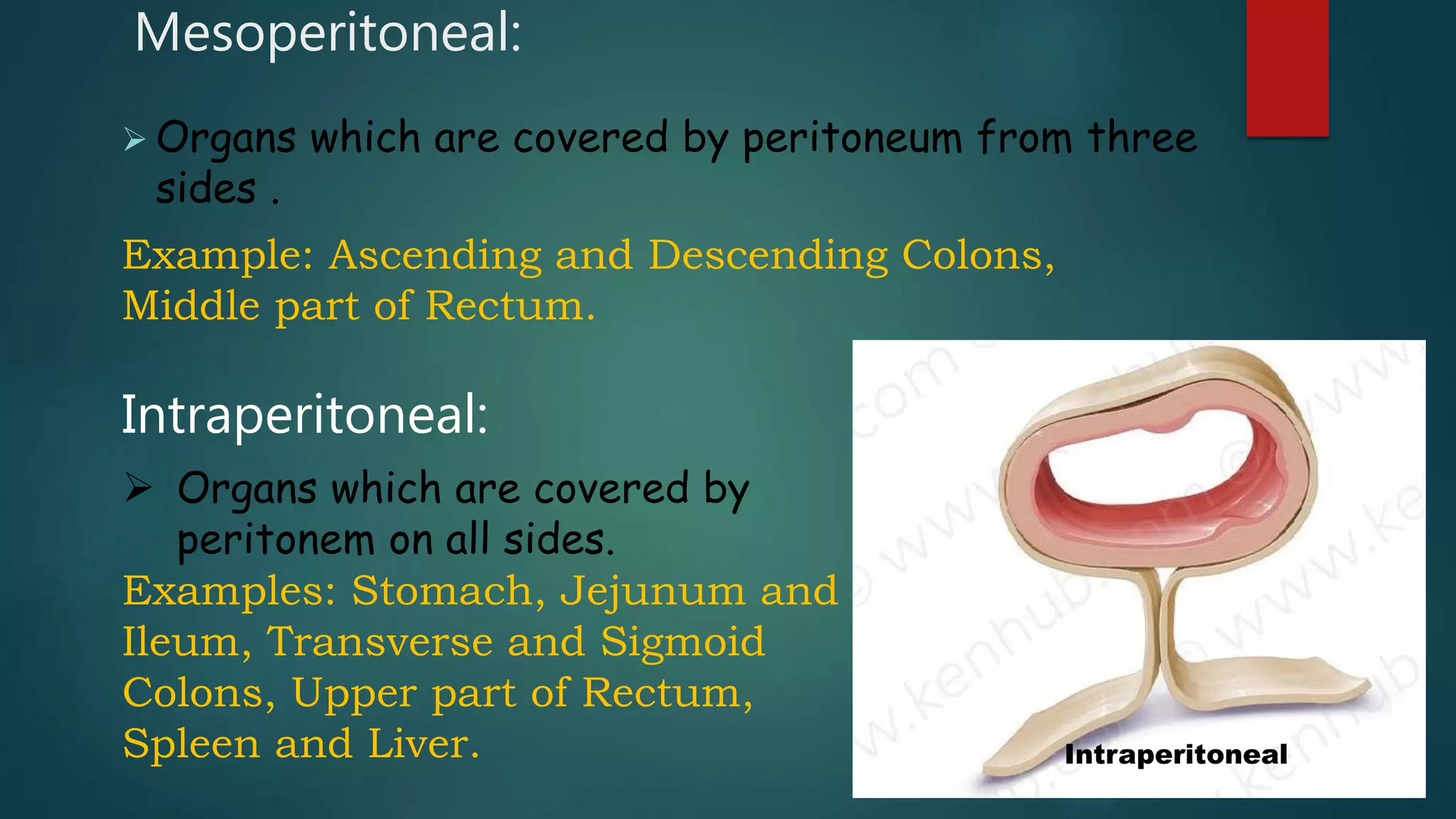 Reteroperitoneal space (Student Scientific Seminar) | PPTX