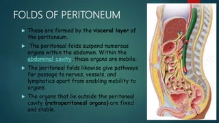 Reteroperitoneal space (Student Scientific Seminar) | PPTX