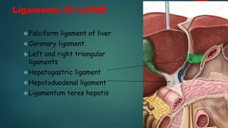 Reteroperitoneal space (Student Scientific Seminar) | PPTX