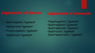 Reteroperitoneal space (Student Scientific Seminar) | PPTX