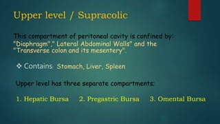 Reteroperitoneal space (Student Scientific Seminar) | PPTX