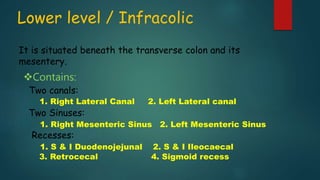 Reteroperitoneal space (Student Scientific Seminar) | PPTX