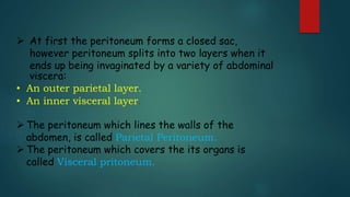 Reteroperitoneal space (Student Scientific Seminar) | PPTX