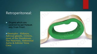 Reteroperitoneal space (Student Scientific Seminar) | PPTX
