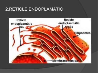 Reticle endoplasmàtic llis | PPT