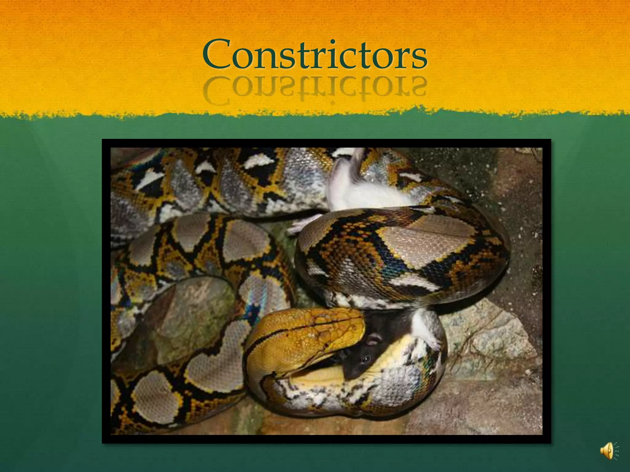 Biology Class: Snake Feeding | PPTX