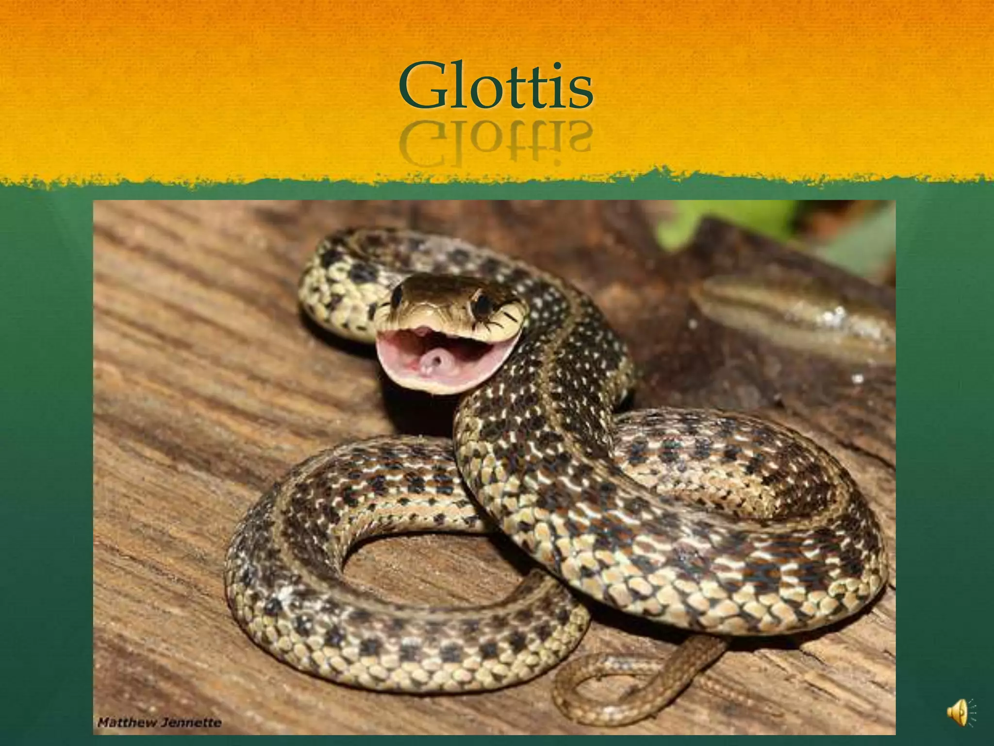 Biology Class: Snake Feeding | PPTX