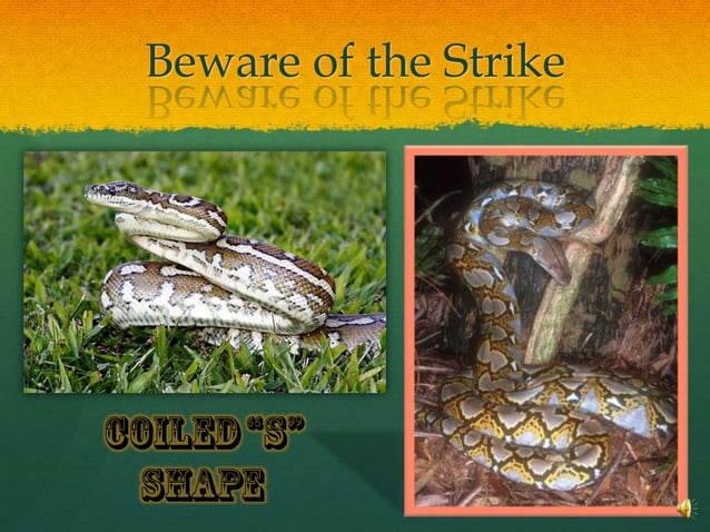 Biology Class: Snake Feeding | PPTX