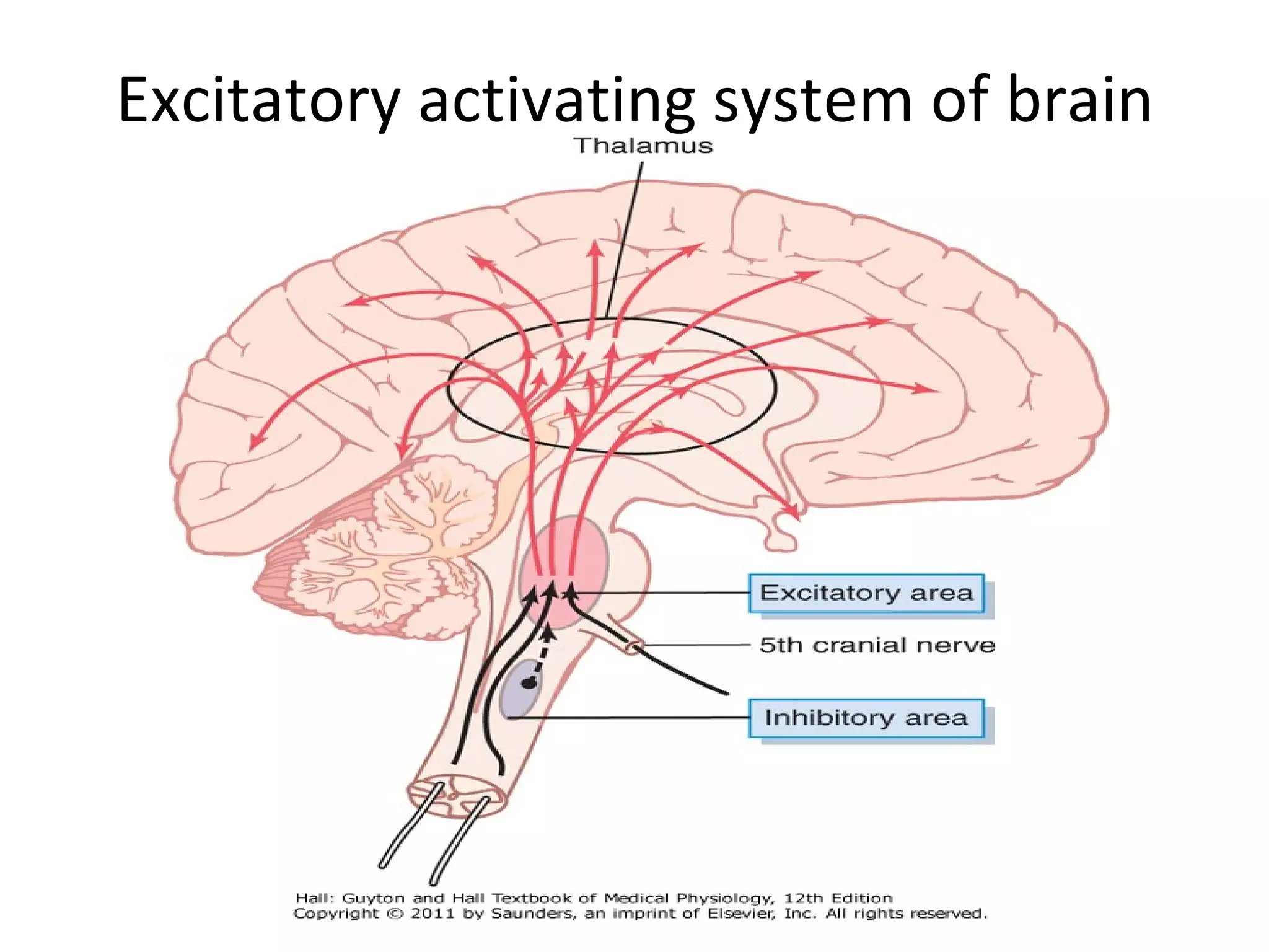 Reticular activating system | PPT
