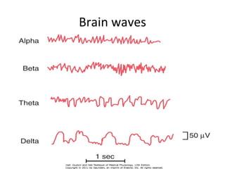Reticular activating system | PPT