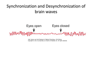 Reticular activating system | PPT