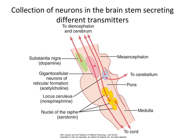 Reticular activating system | PPT