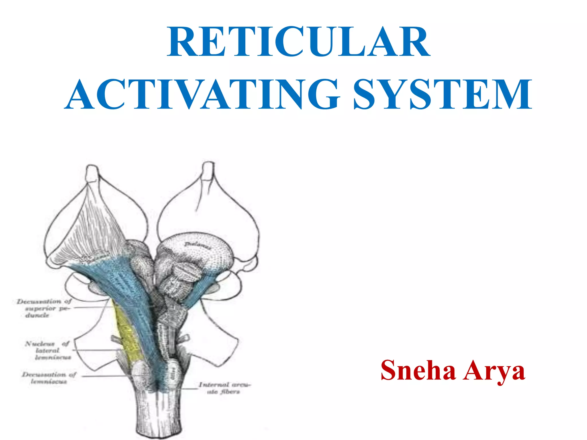 Reticular activating system | PPTX