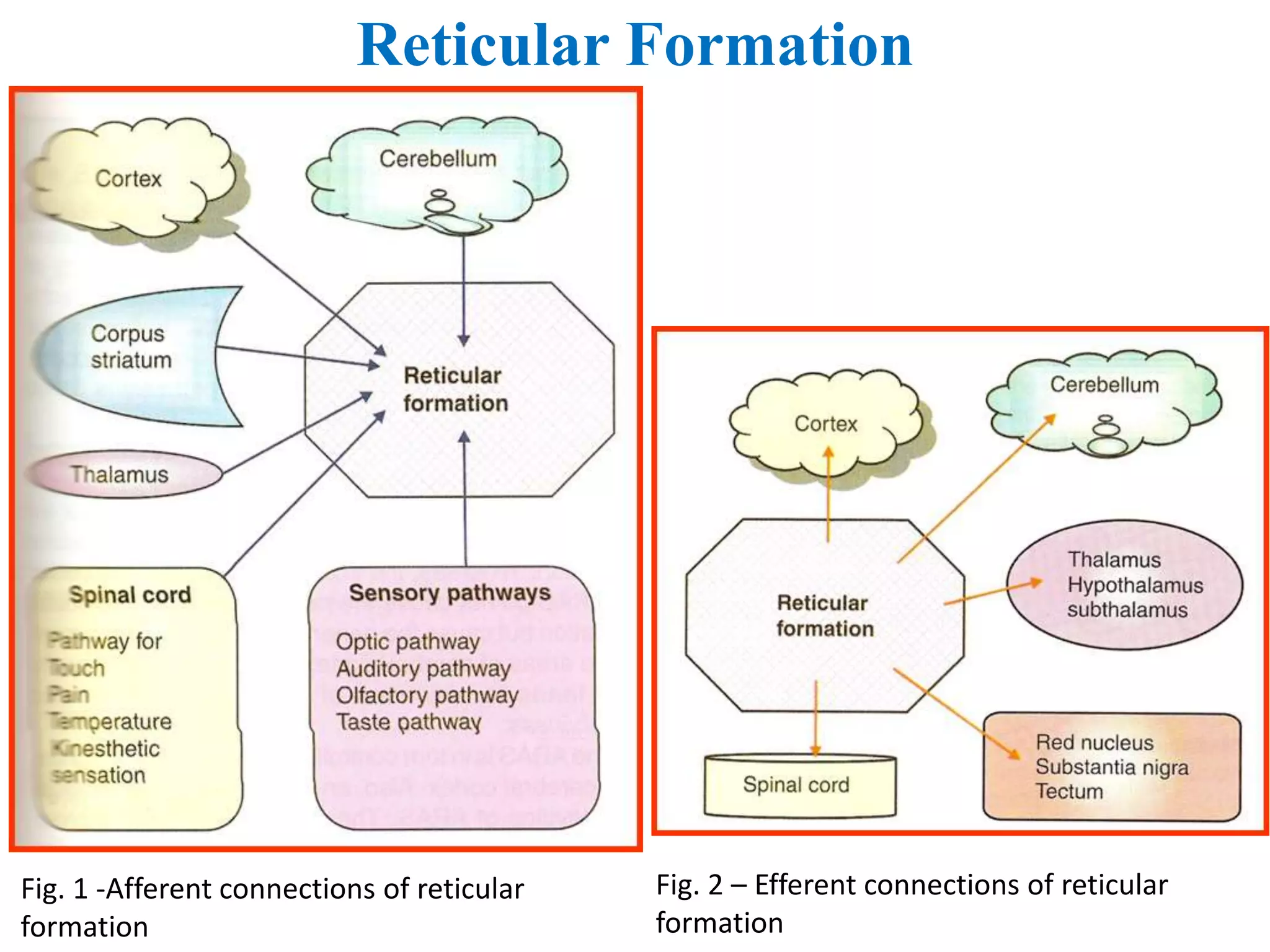 Reticular activating system | PPTX