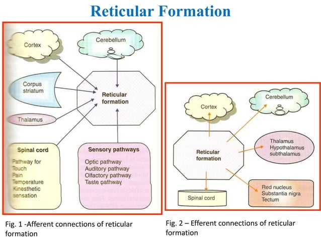 Reticular activating system | PPTX | Brain and Nervous System Disorders ...