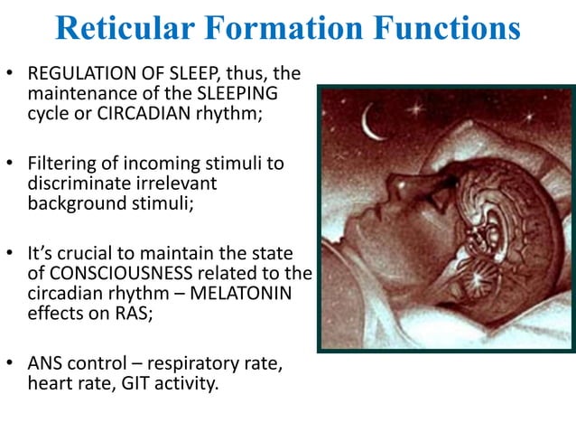 Reticular activating system | PPTX | Brain and Nervous System Disorders ...