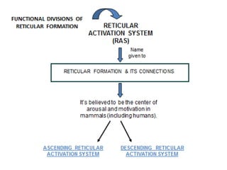 Reticular activating system | PPTX