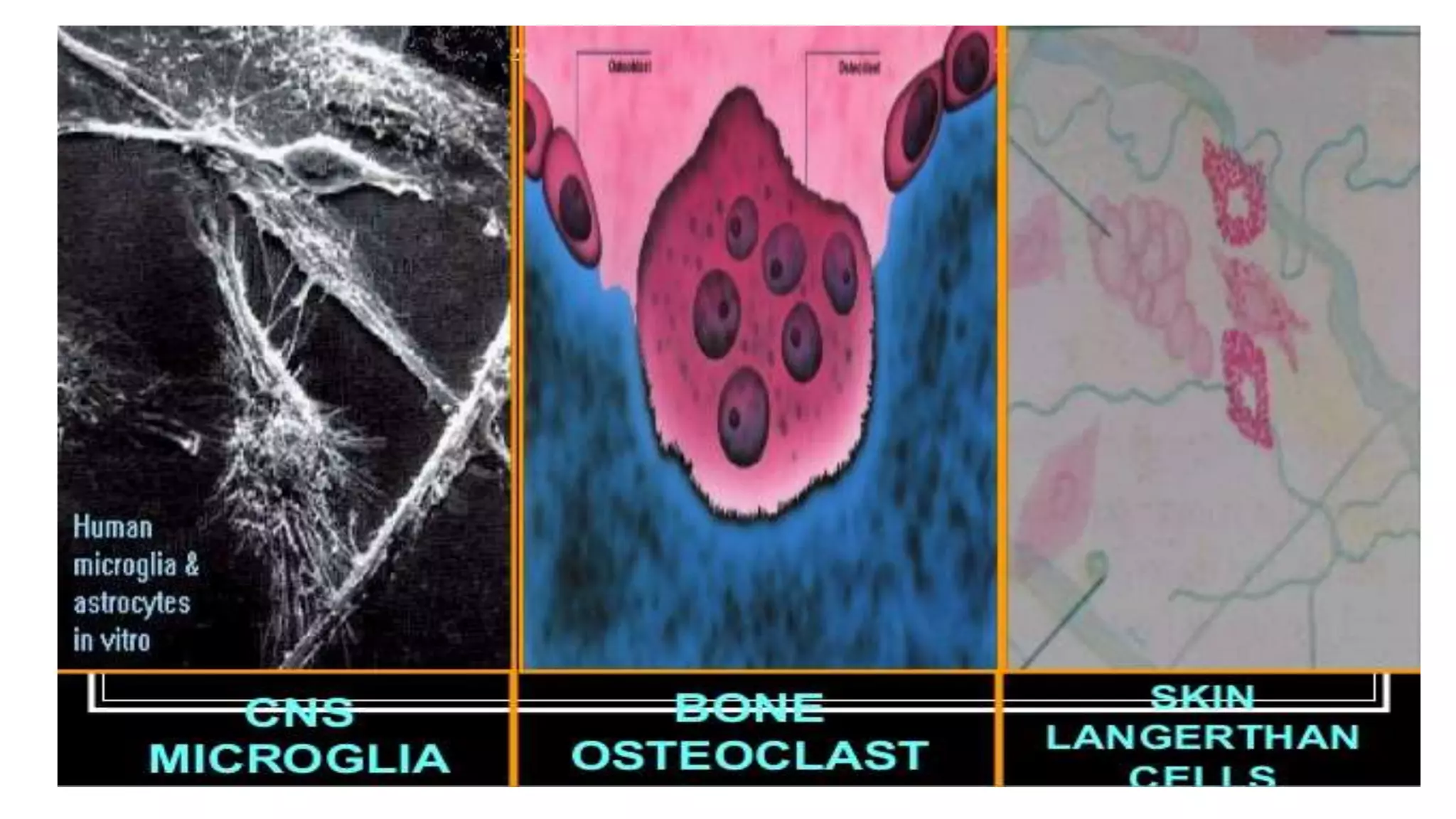 Reticular endothelial system | PPTX