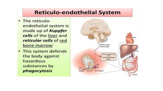 Reticular endothelial system | PPTX