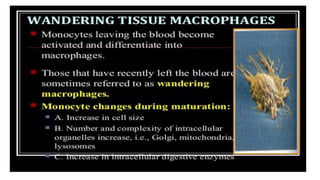 Reticular endothelial system | PPTX