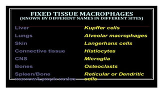 Reticular endothelial system | PPTX