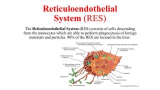 Reticular endothelial system | PPT
