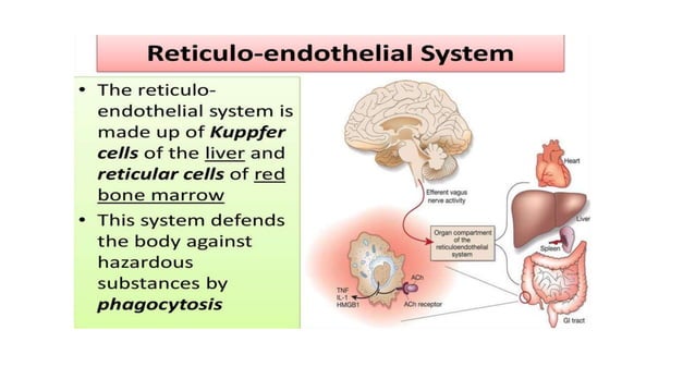 Reticular endothelial system