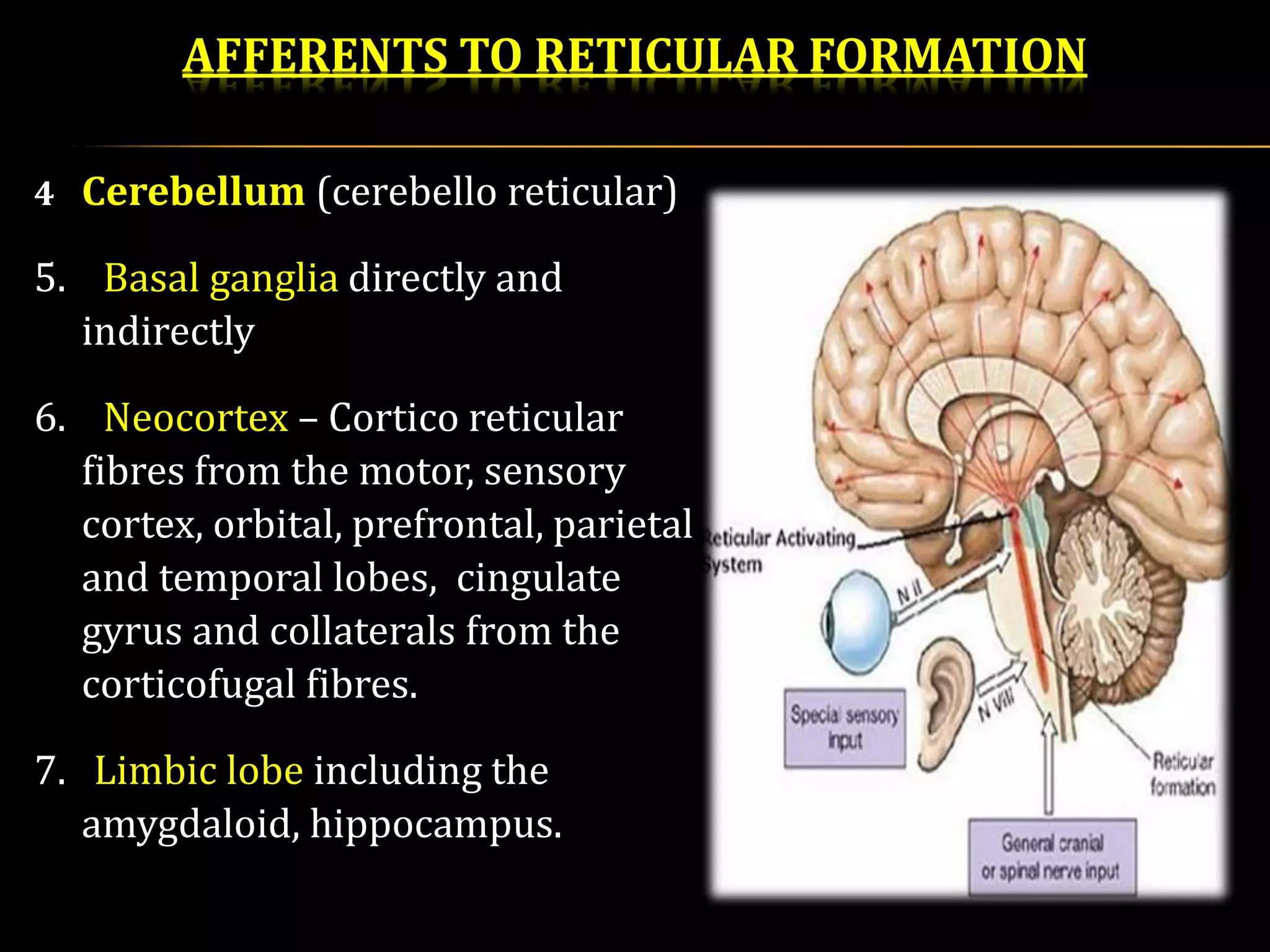 Reticular formation | PPTX