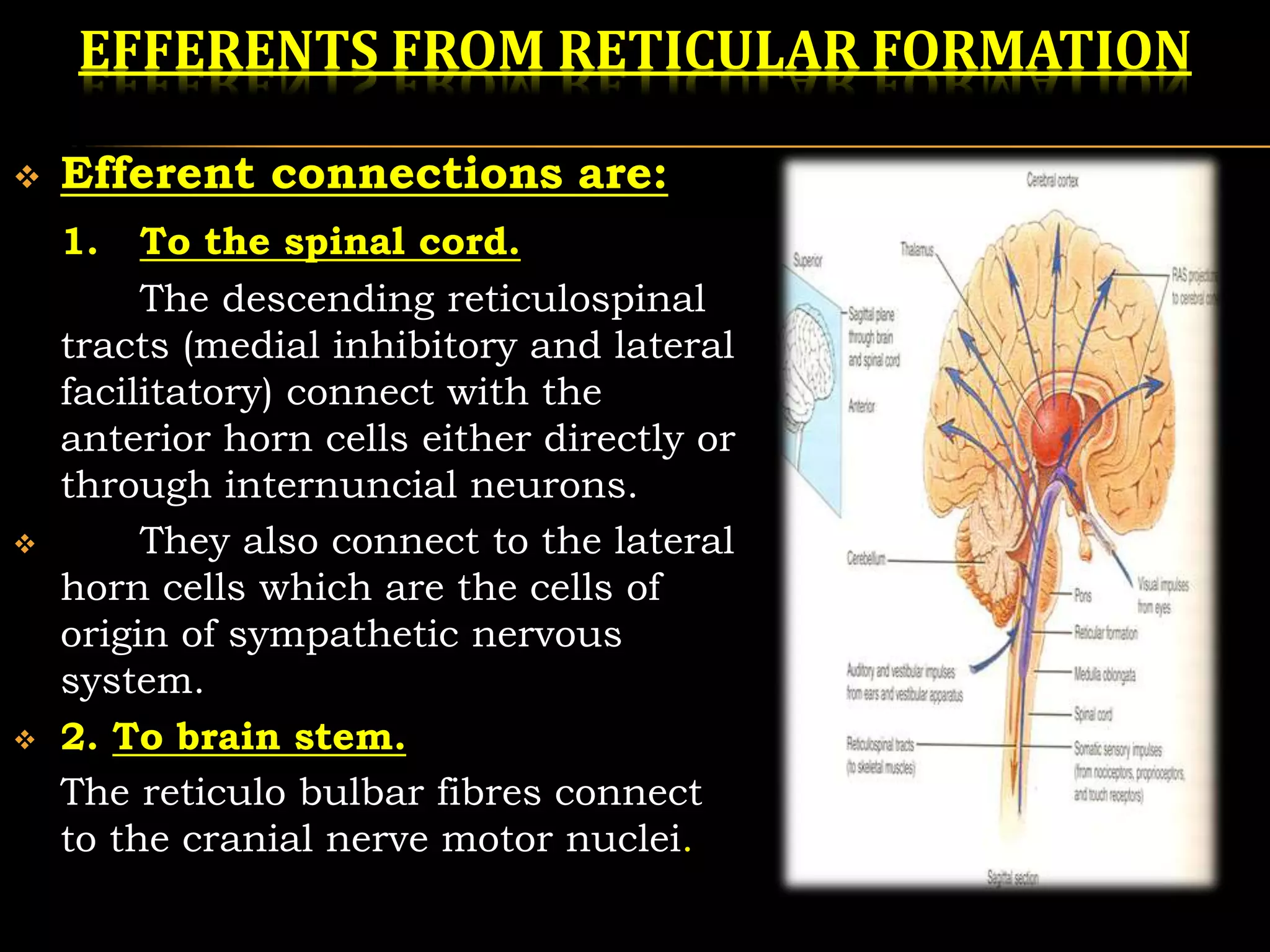 Reticular formation | PPTX
