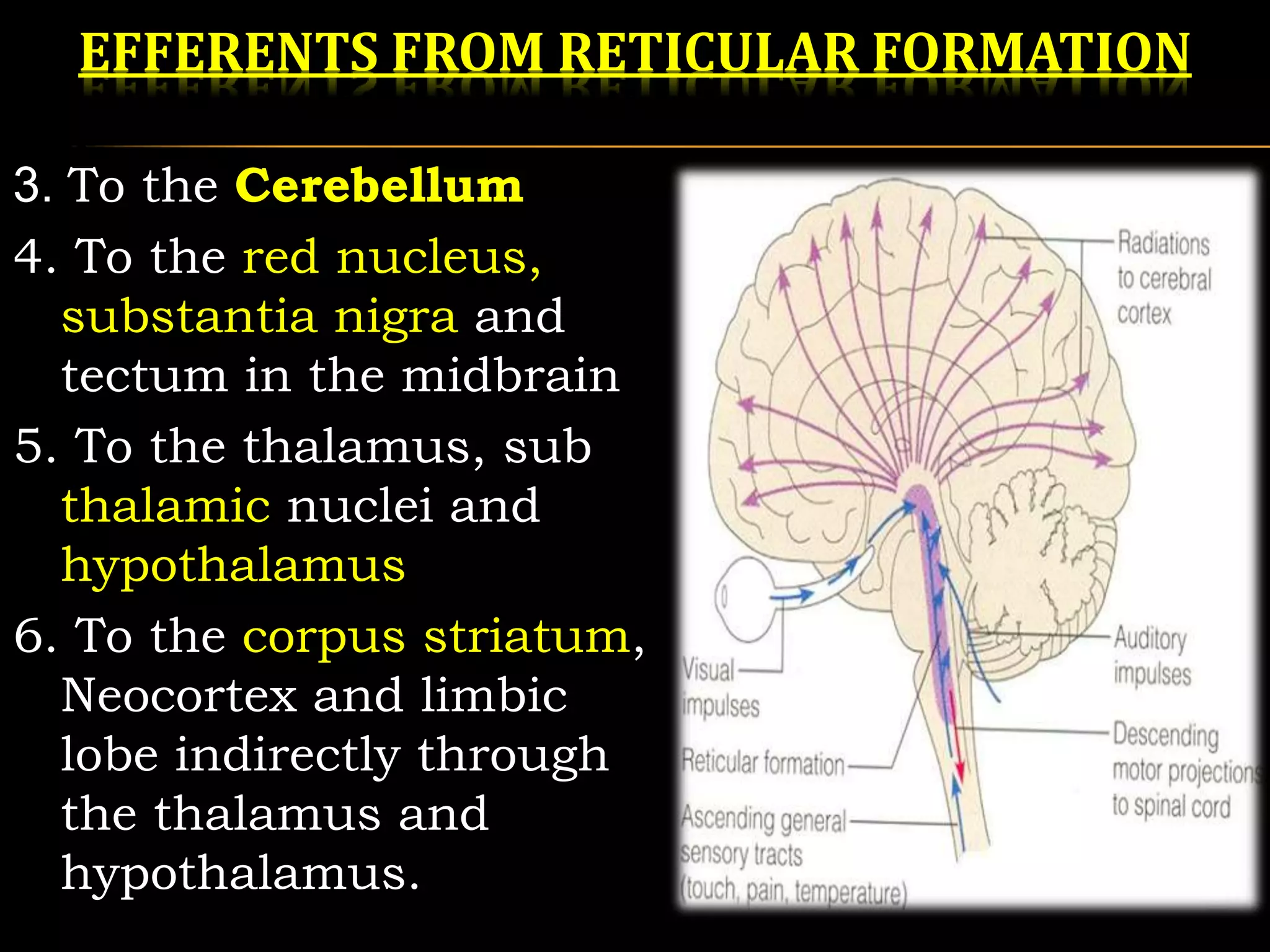 Reticular formation | PPTX