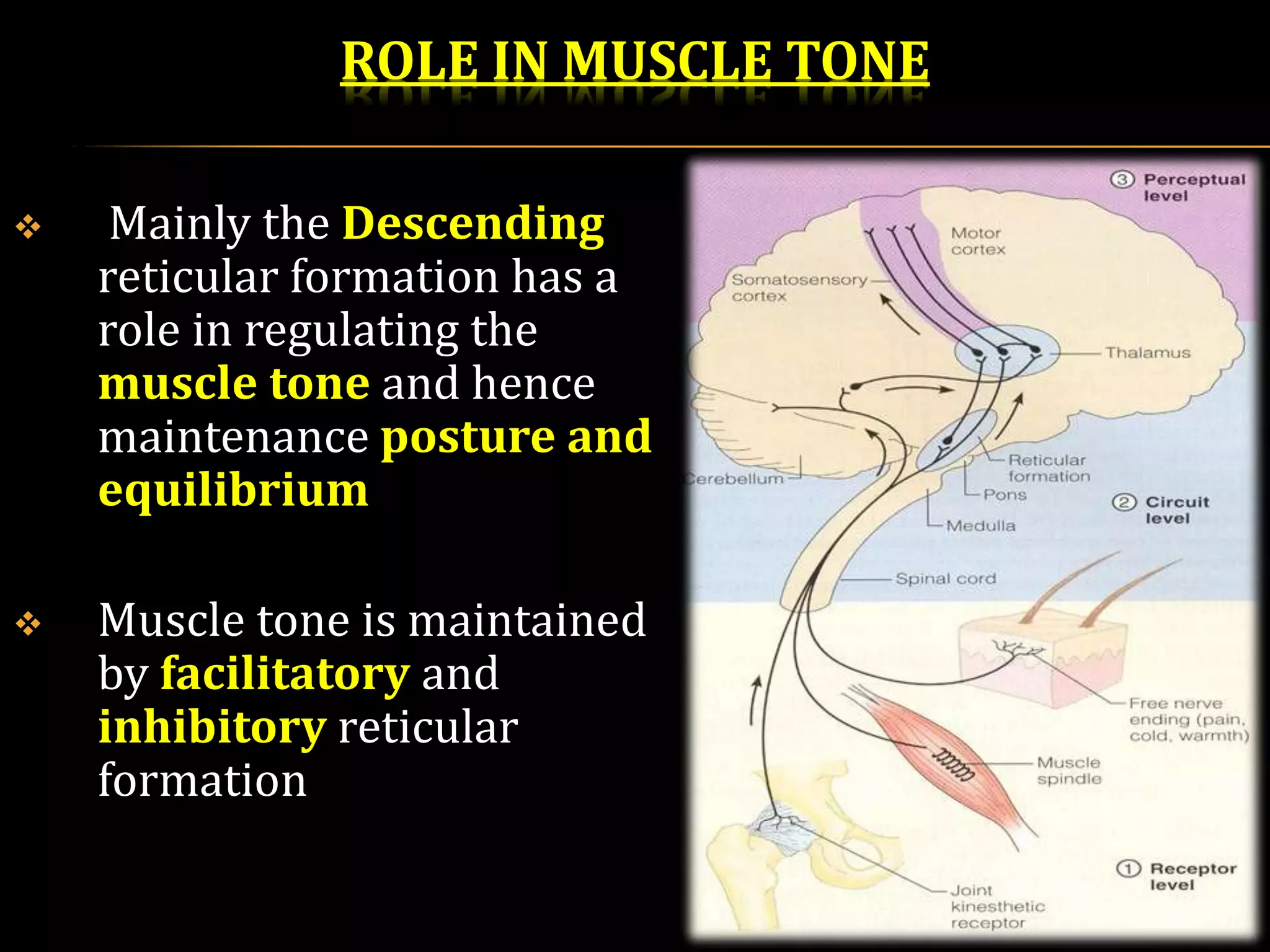 Reticular formation | PPTX