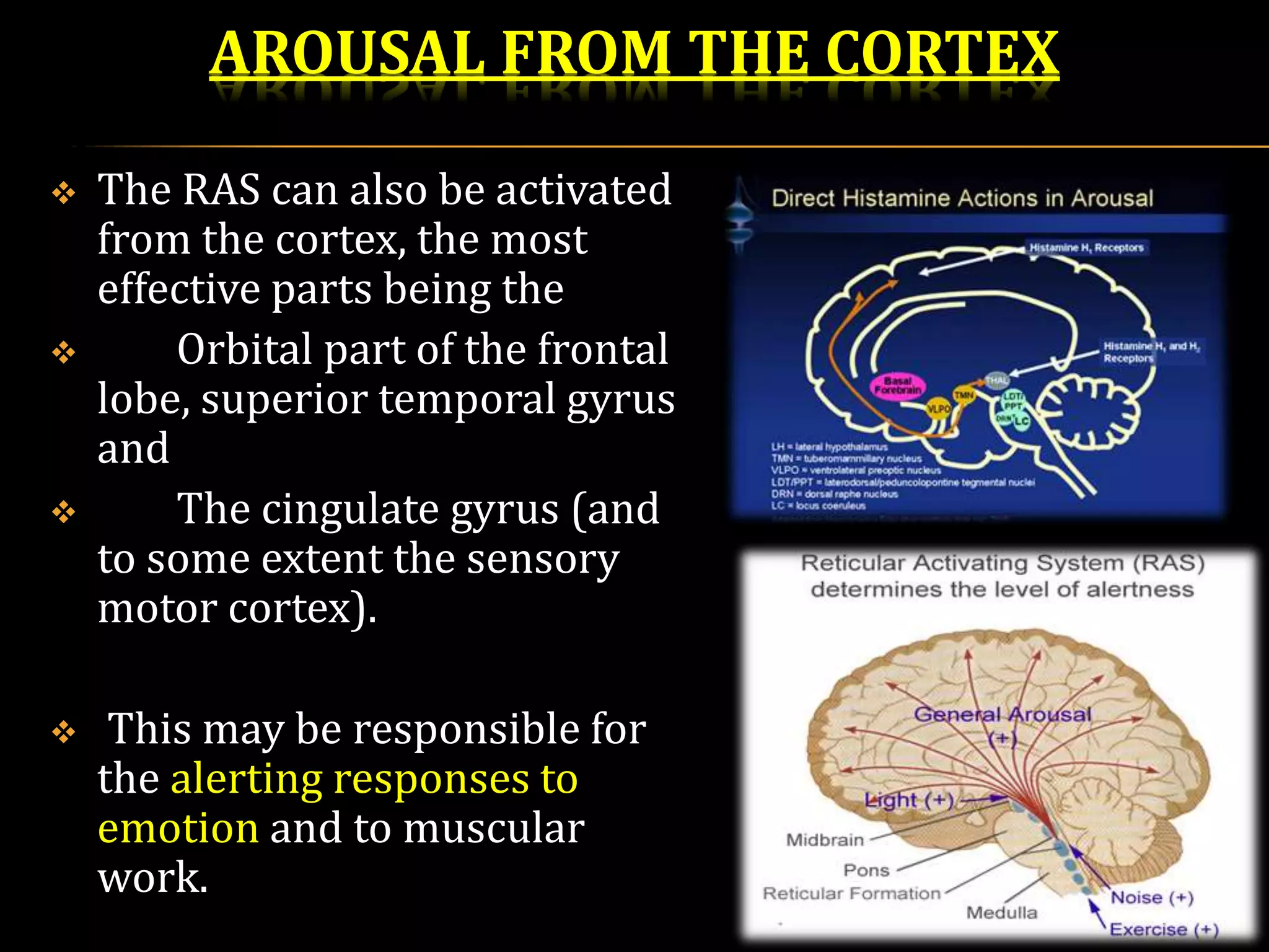 Reticular formation | PPTX