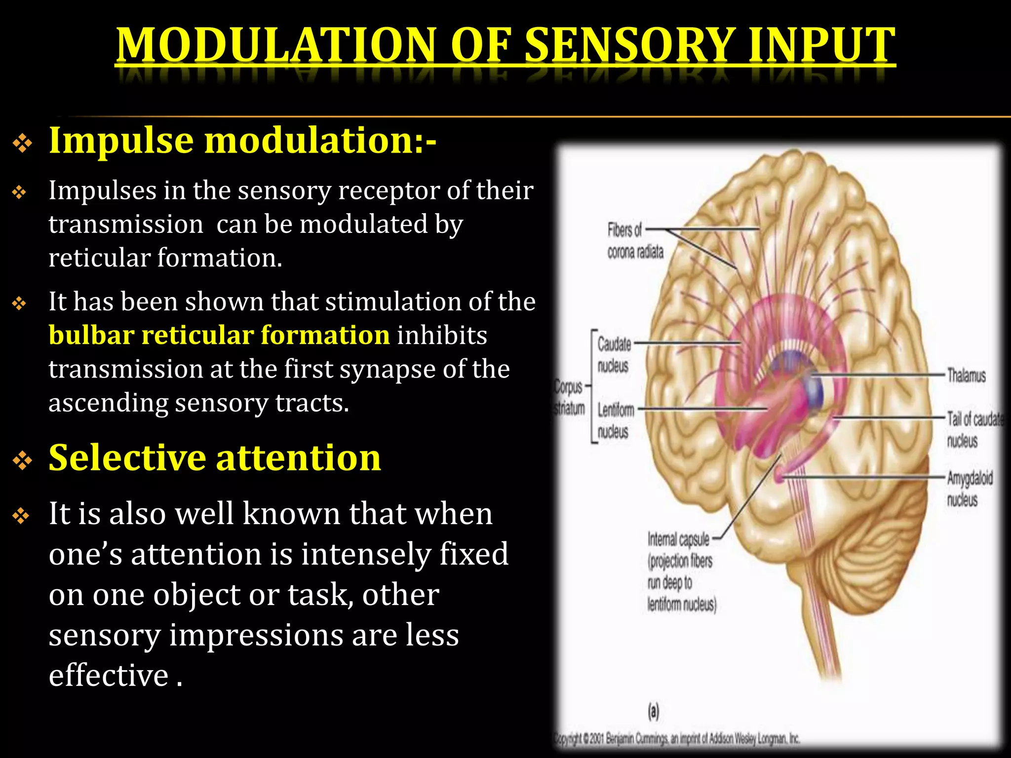 Reticular formation | PPTX