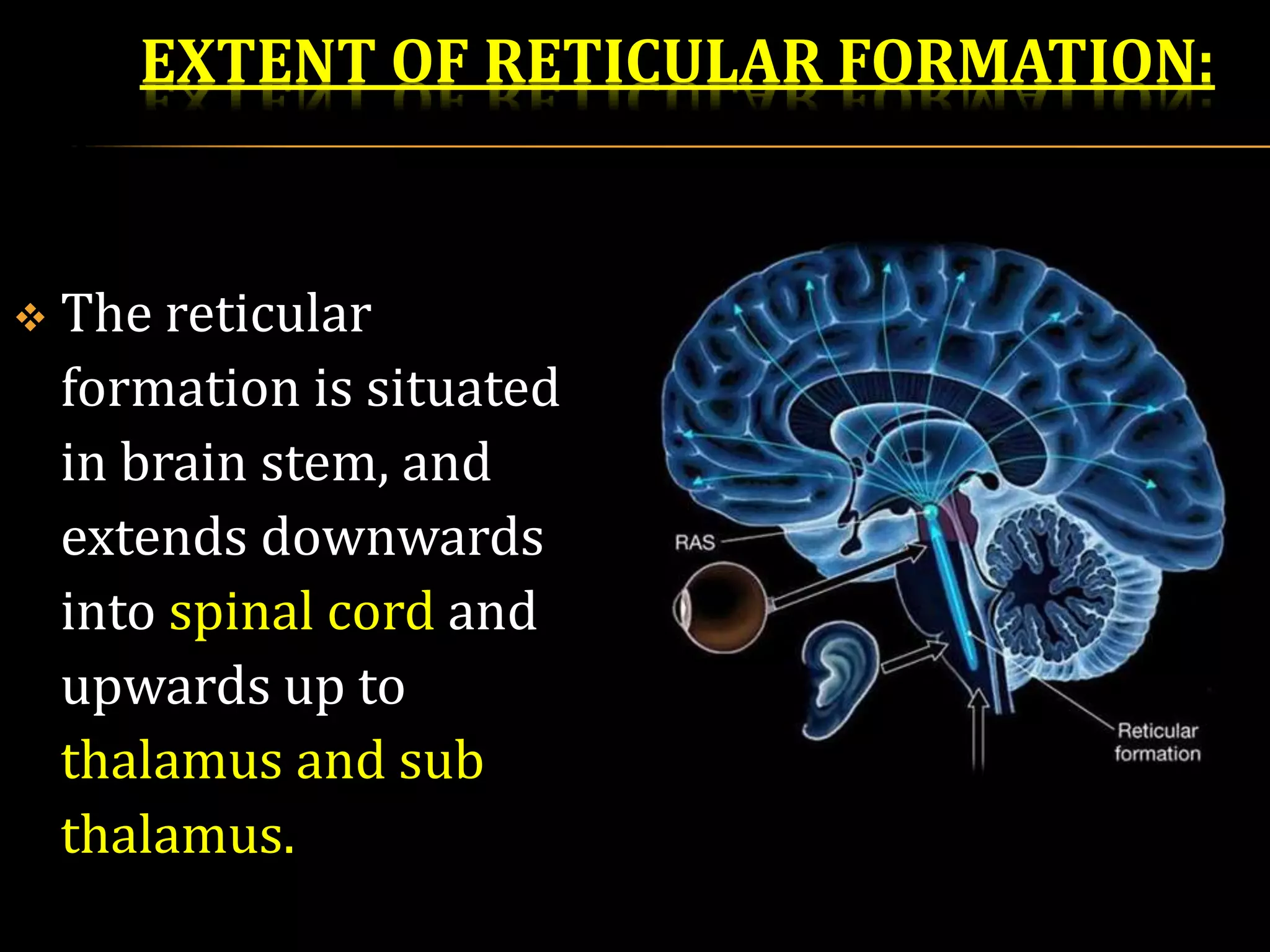 Reticular formation | PPTX