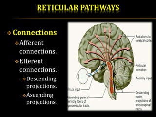 Reticular formation | PPTX
